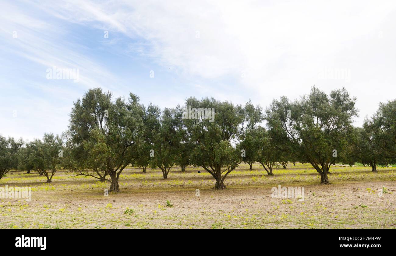 Olive grove morocco hi-res stock photography and images - Alamy