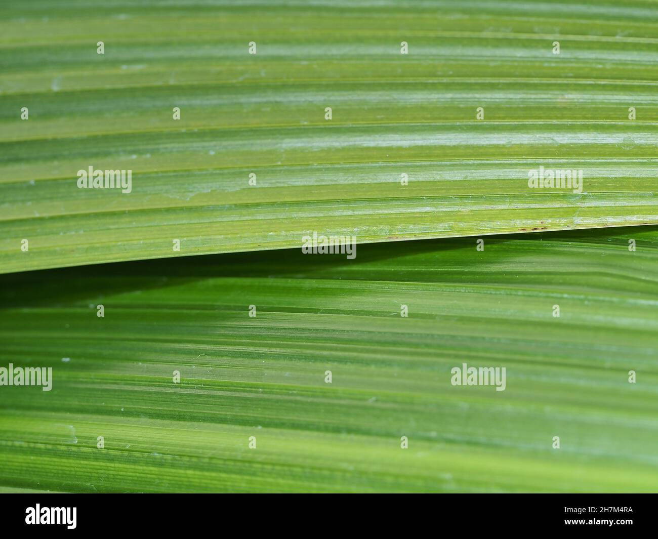 macro of three overlapping large green leaves parallel venation Stock ...