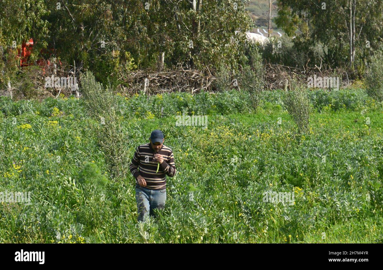A Moroccan farmer in his beans field in northern Morocco Stock Photo ...