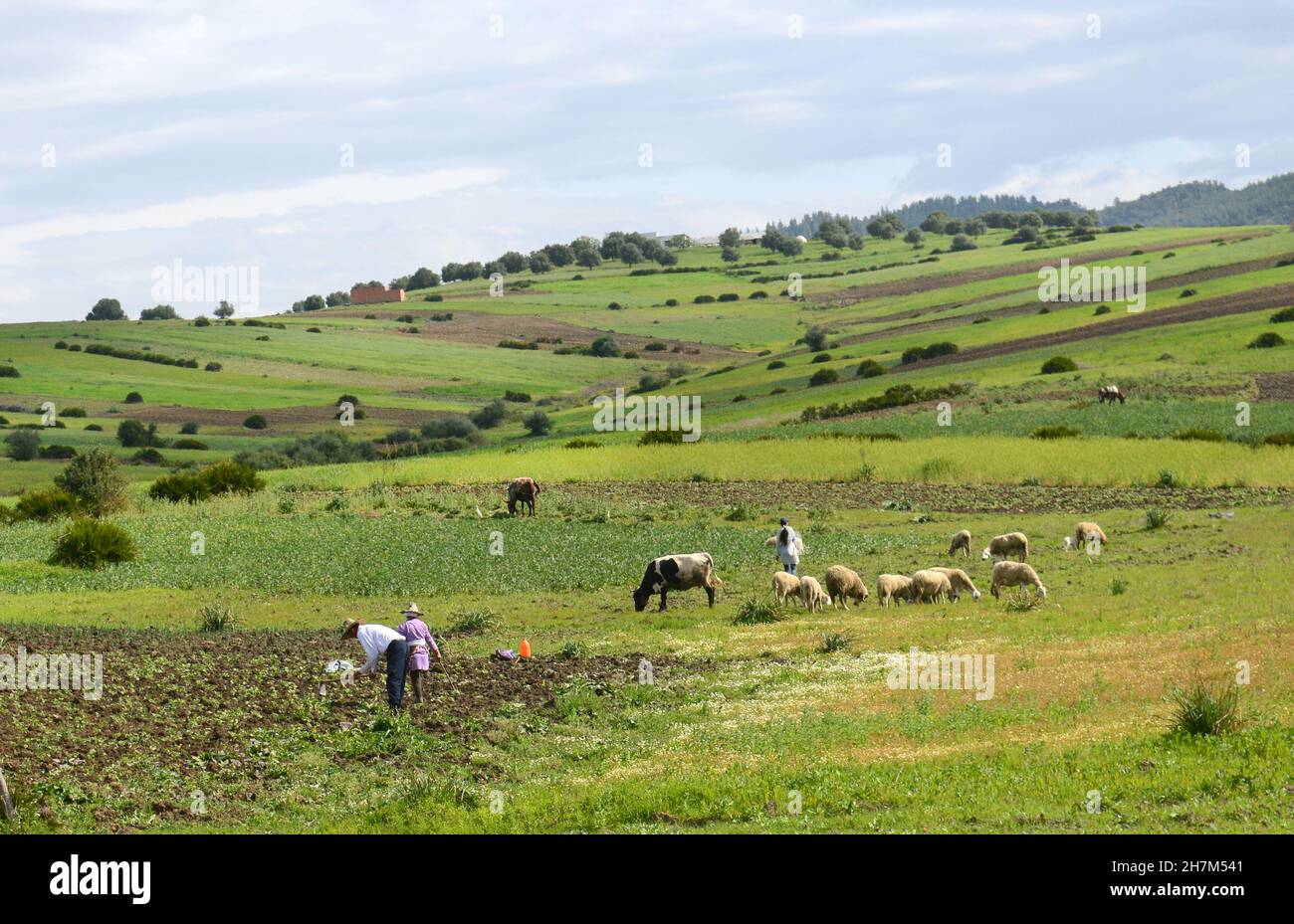 Farming in northern Morocco Stock Photo - Alamy