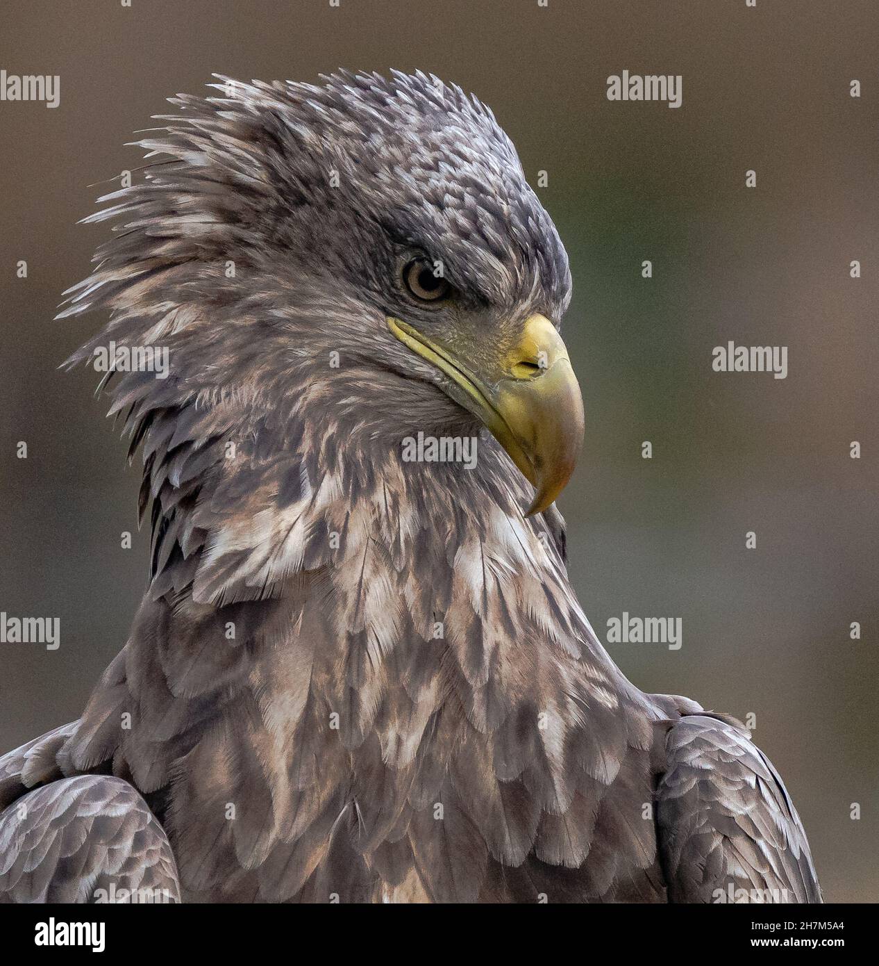 Subadult Eagle High Resolution Stock Photography and Images - Alamy