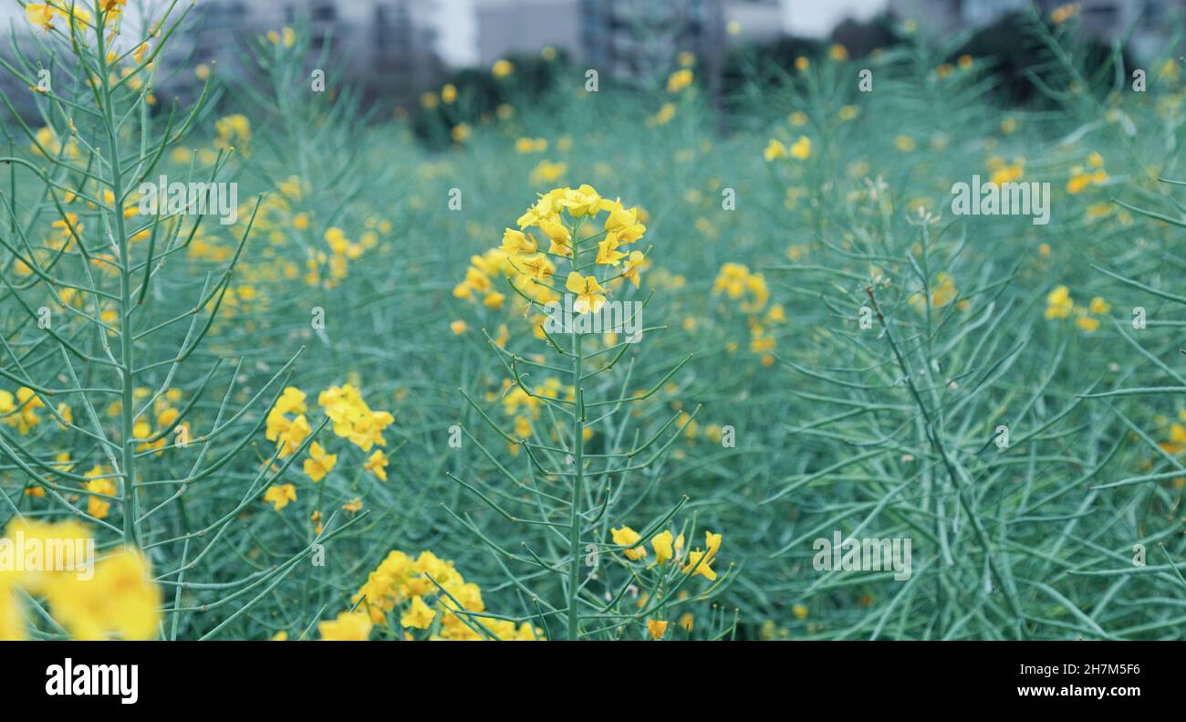 In March, the early spring is warming up. In the field, a field of rape ...