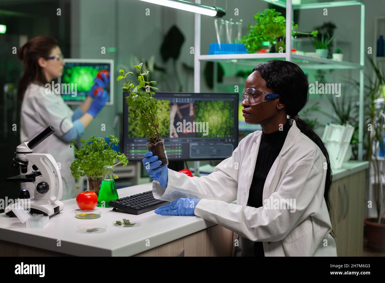 African american microbiologist researcher holding gmo sapling ...