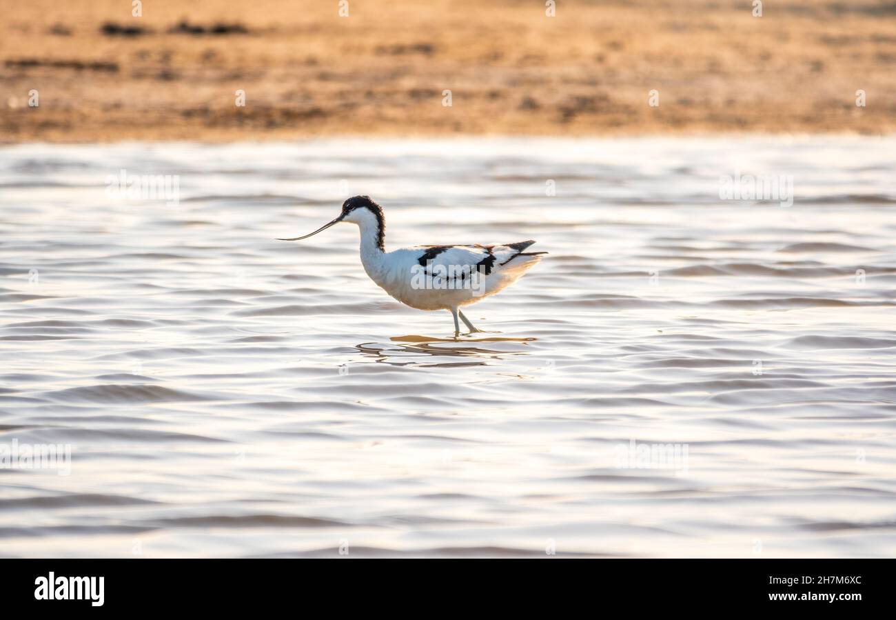 Water bird pied avocet, Recurvirostra avosetta, feeding in the lake ...