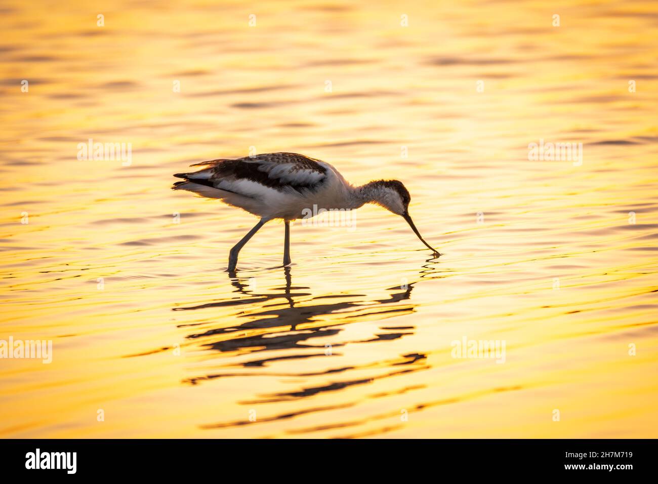 Water bird pied avocet, Recurvirostra avosetta, feeding in the lake ...