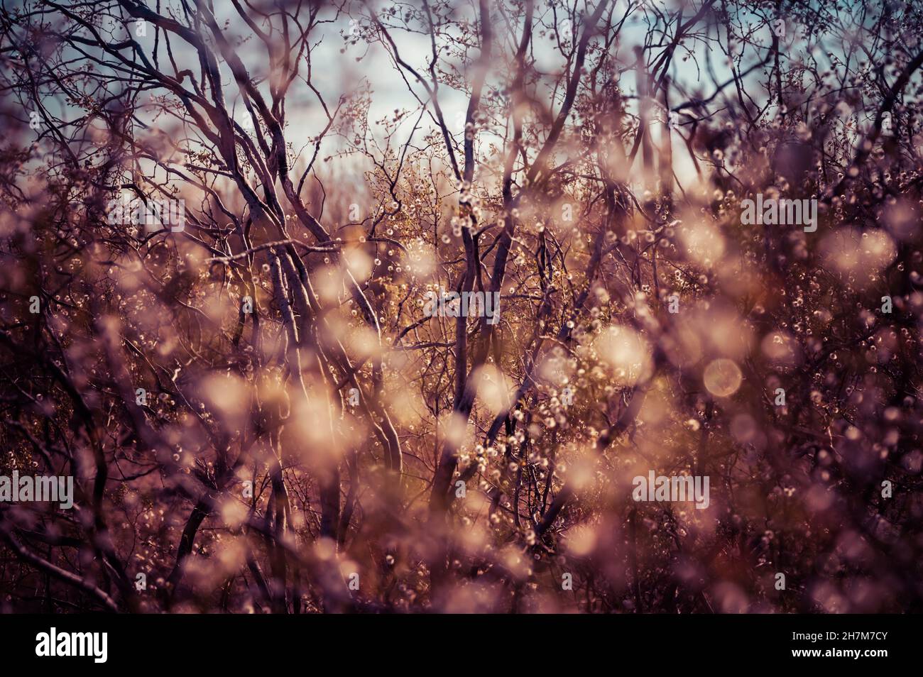 Abstract of colorful desert landscape with branches and blooms Stock ...