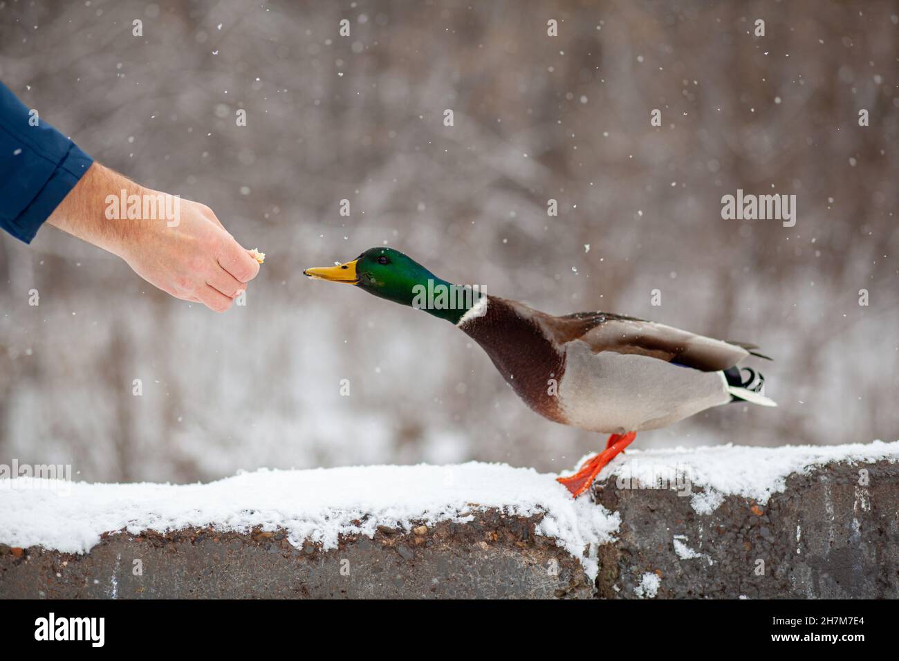 A man feeds a duck bread from his hand in winter in a public park Stock ...