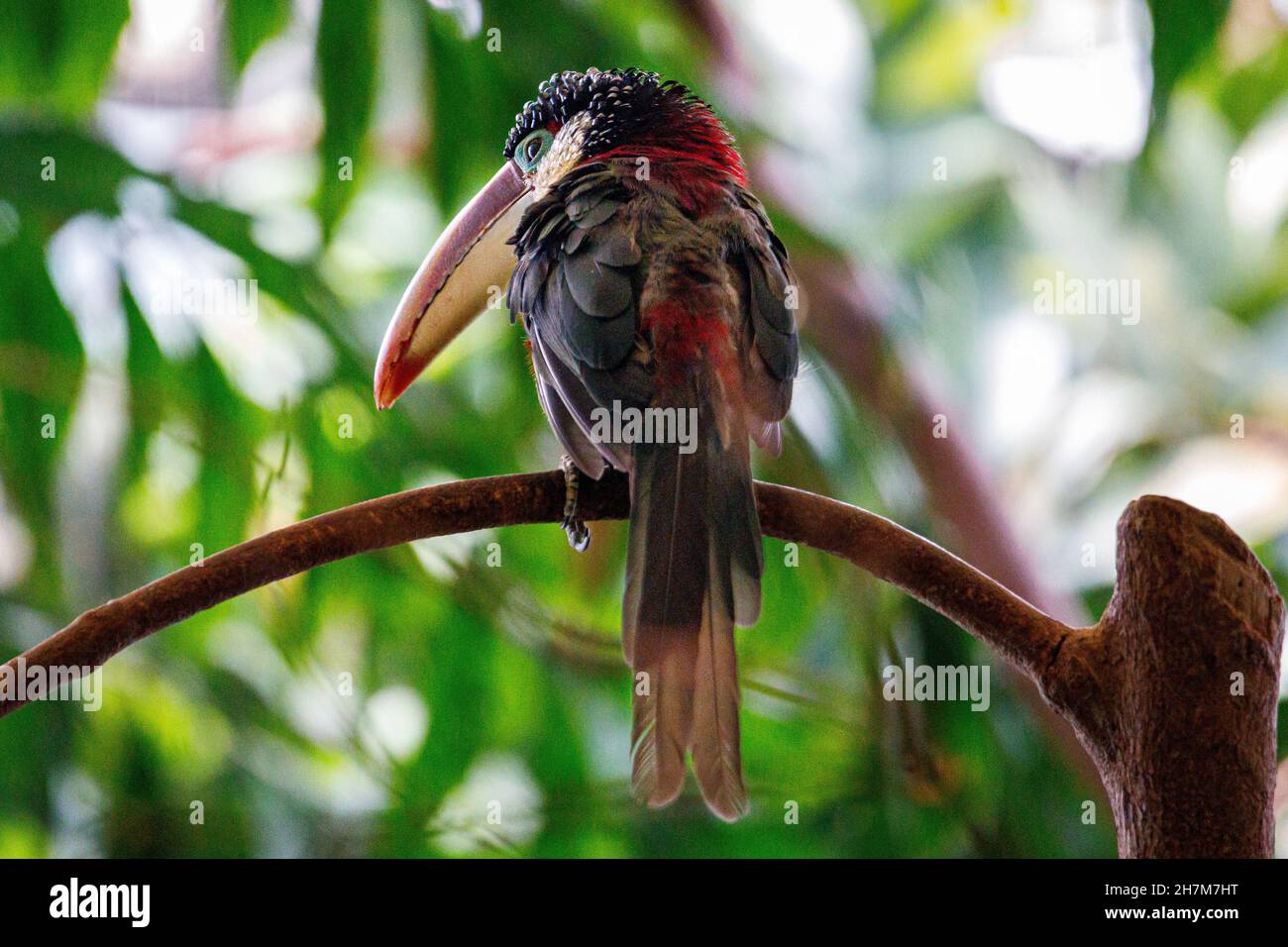 Curl-crested aracari perched on a tree branch Stock Photo - Alamy