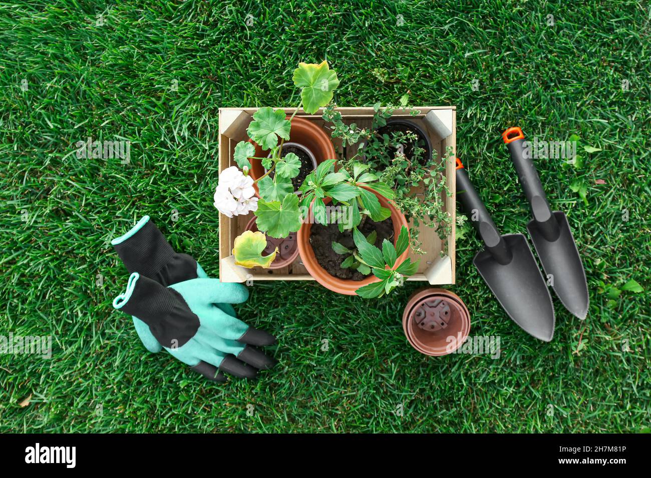 Wooden box with potted plants and gardening tools on green grass ...