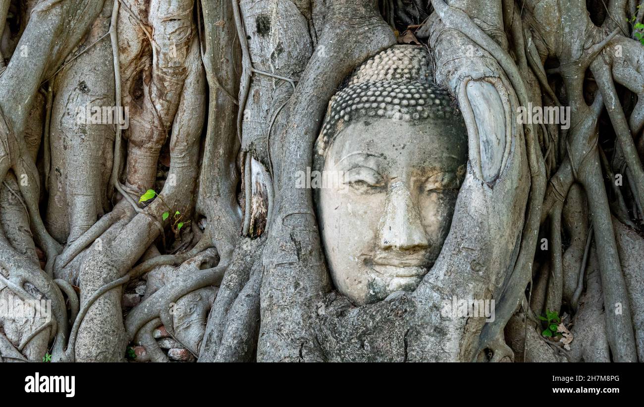 Wat Mahathat's Buddha Head Sits in Growing Tree Roots Stock Photo - Alamy