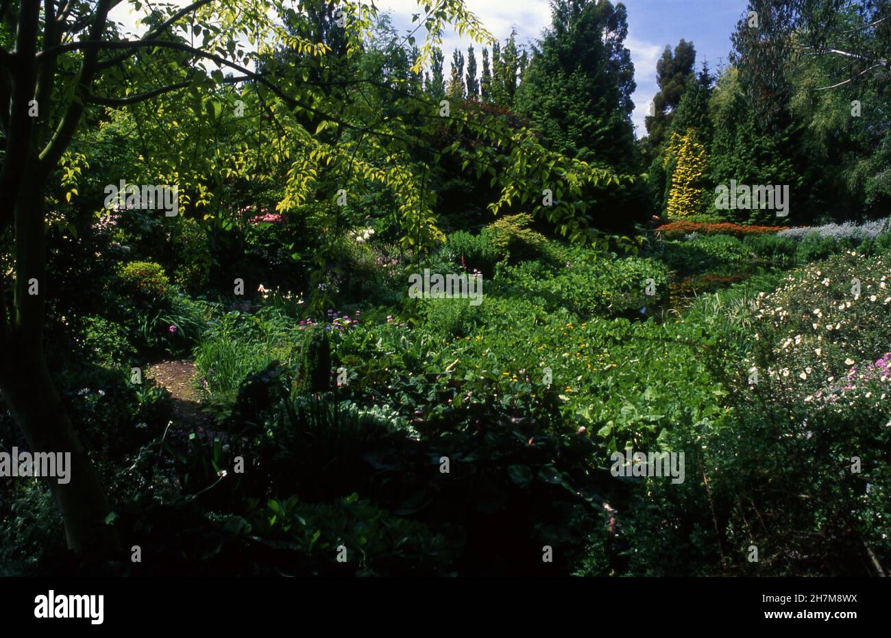 Bog garden plants hi-res stock photography and images - Alamy