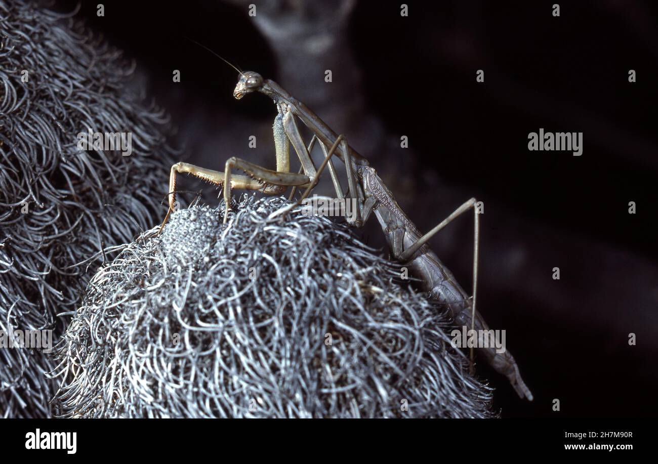 PRAYING MANTID, FITZGERALD RIVER AREA, WESTERN AUSTRALIA Stock Photo ...