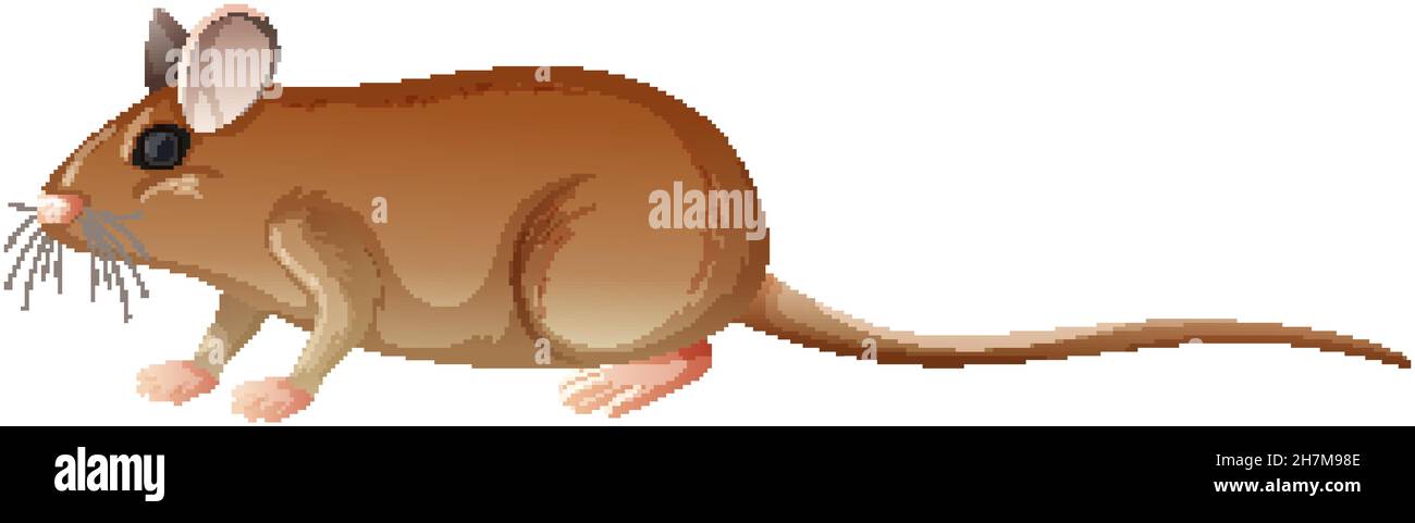 Grasshopper mouse in cartoon style isolated on white background ...