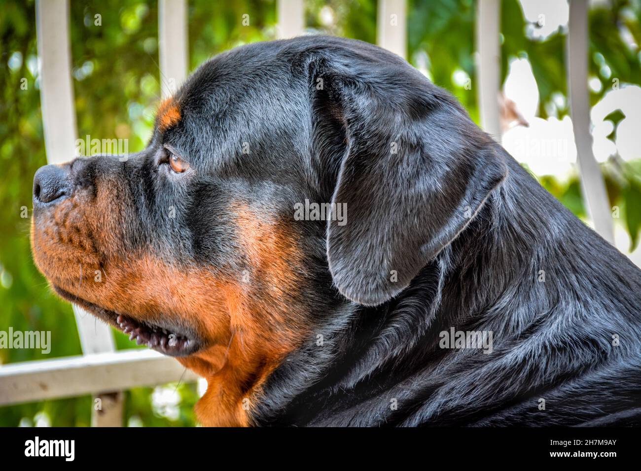 Closeup shot beautiful rottweiler hi-res stock photography and images ...