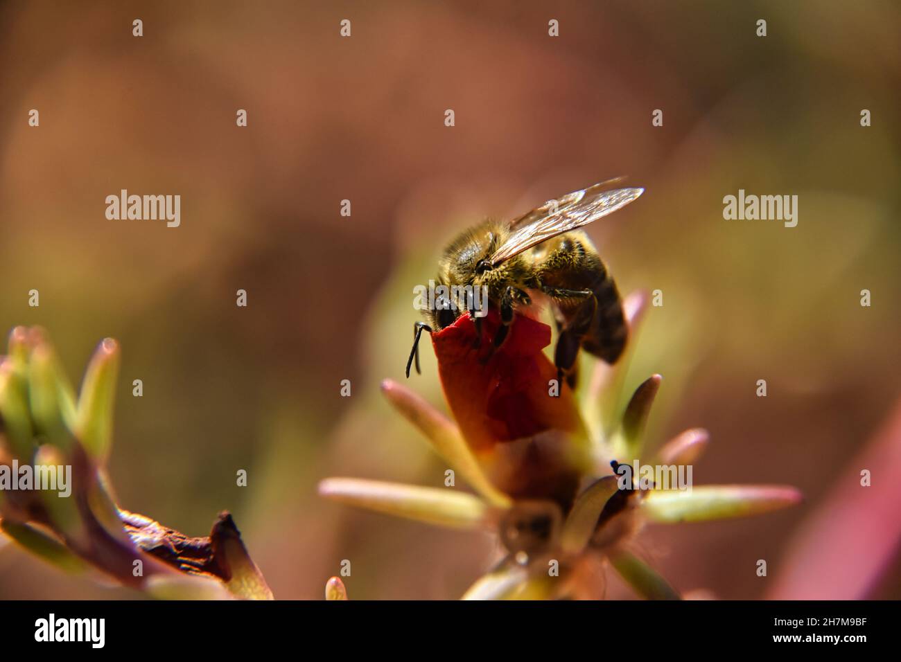 Selective focus of a bee collecting nectar from a flower Stock Photo ...