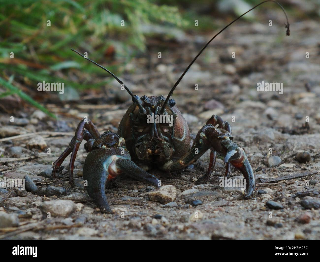 Closeup of a big crawfish on the ground Stock Photo - Alamy