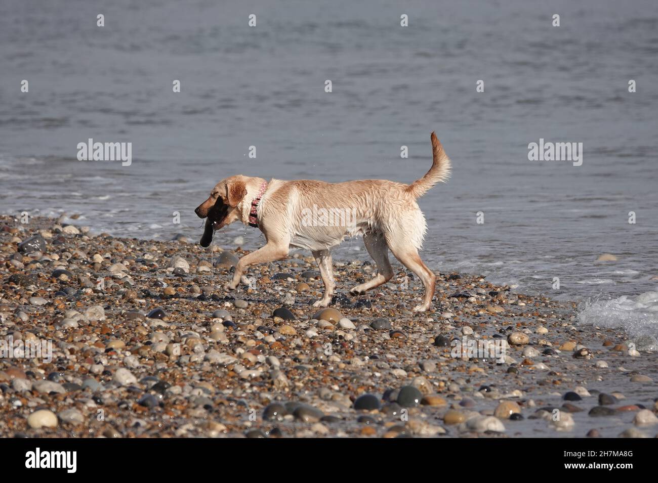 Labrador dog stick on beach hi-res stock photography and images - Alamy