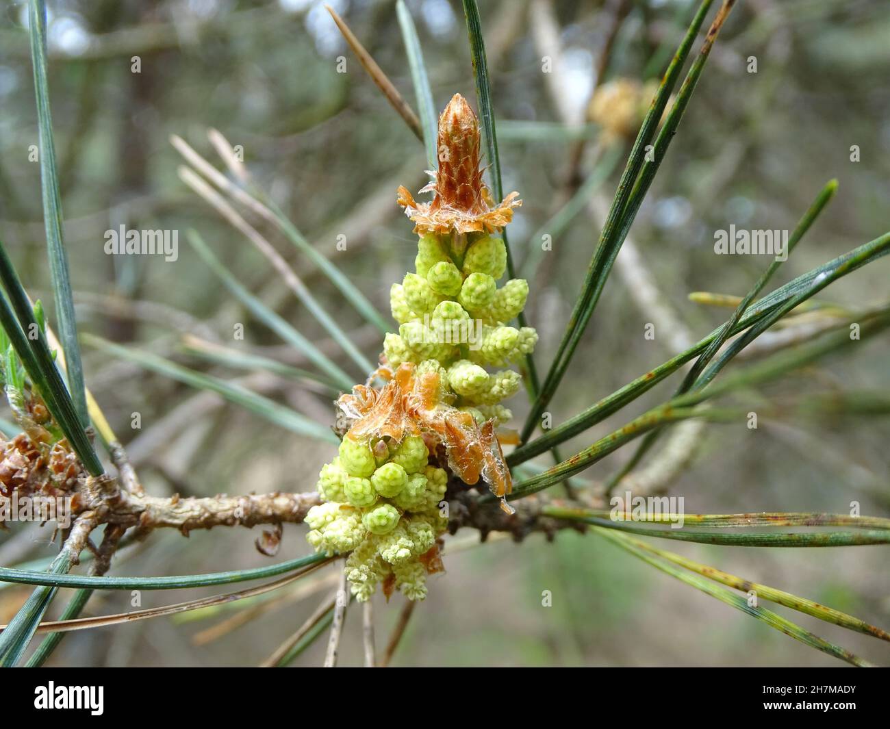 Tree pine flora branch hi-res stock photography and images - Alamy