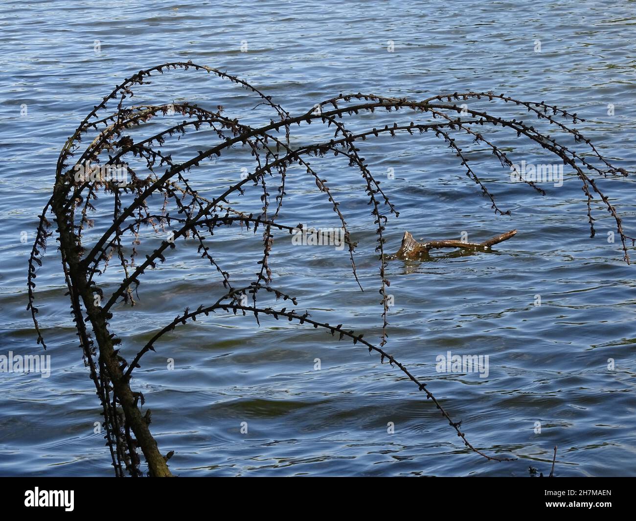 Tree branches and stump in water Stock Photo - Alamy