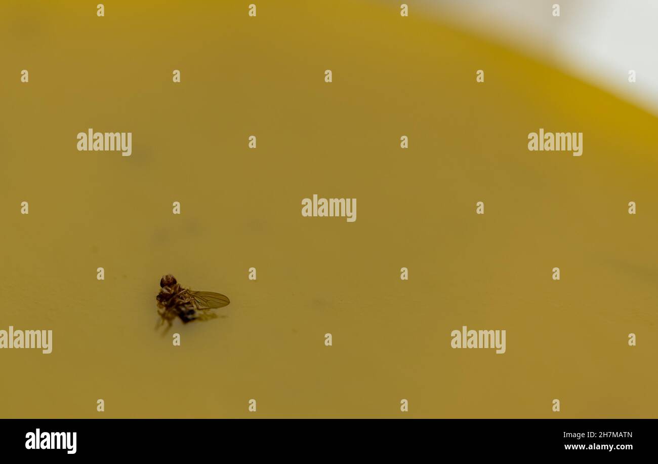 Macro of a single fruit fly caught on a sticky paper trap Stock Photo ...