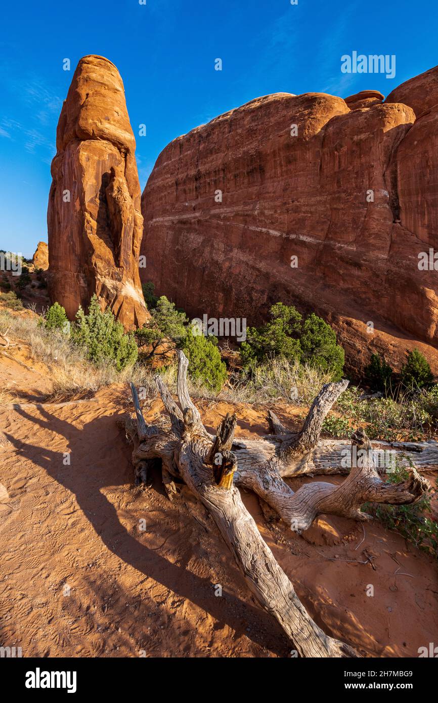 Dead Tree Points the way to the Red Rocks Stock Photo - Alamy