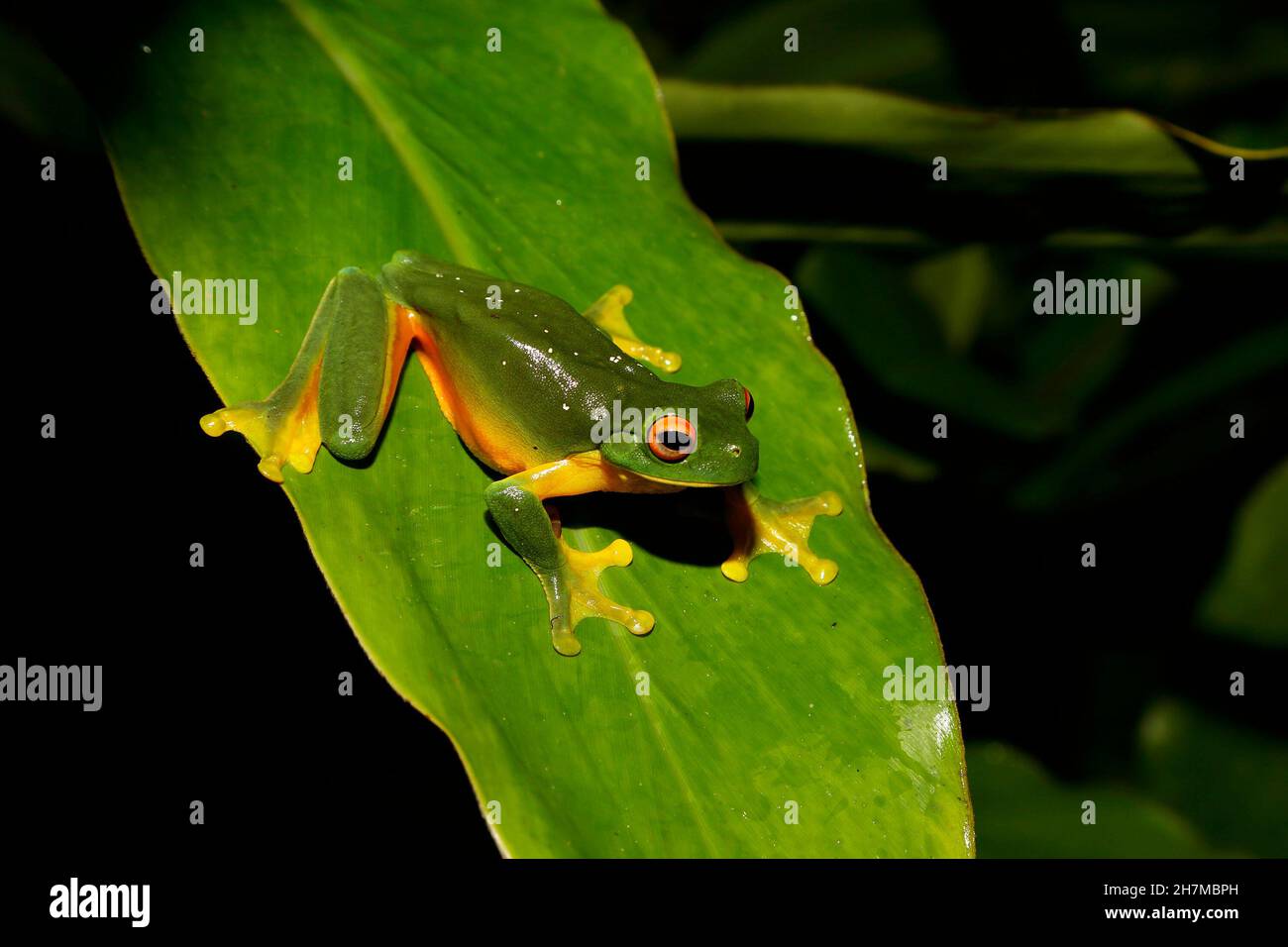 Orange-thighed frog (Litoria xanthomera) on a leaf in rainforest ...