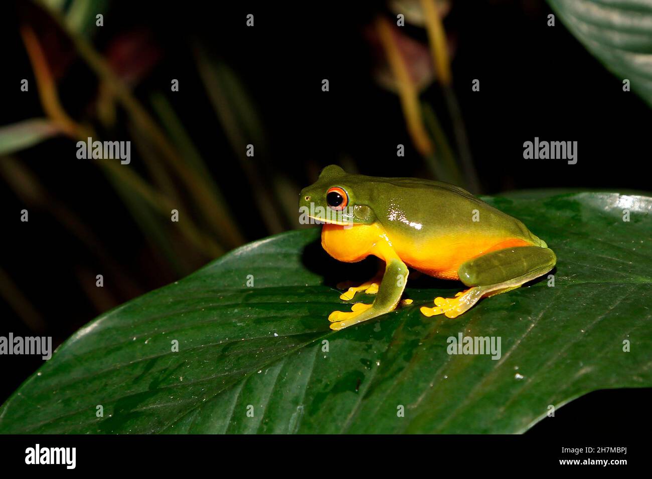 Orange-thighed frog (Litoria xanthomera) on a leaf, calling. Atherton ...