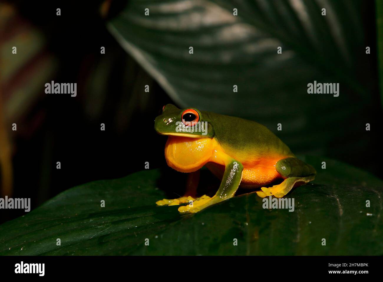 Orange-thighed frog (Litoria xanthomera) on a leaf, calling. Atherton ...