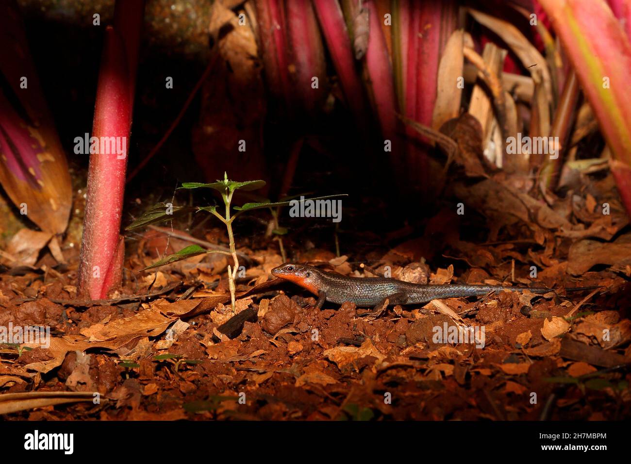 Red-throated carlia (Carlia rubrigularis) on rainforest floor. Average ...