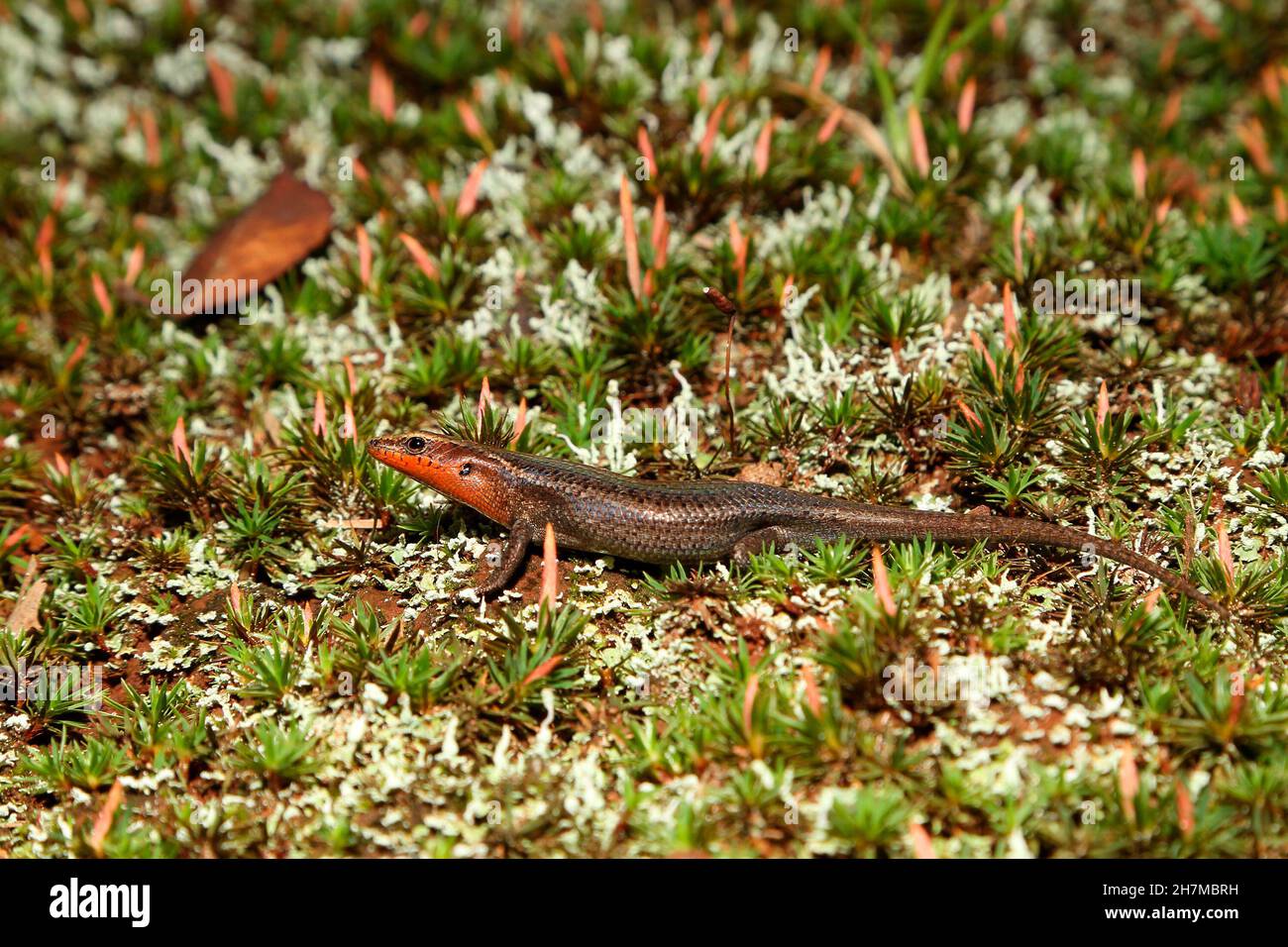 Red-throated carlia (Carlia rubrigularis) in lichen. Its average length ...