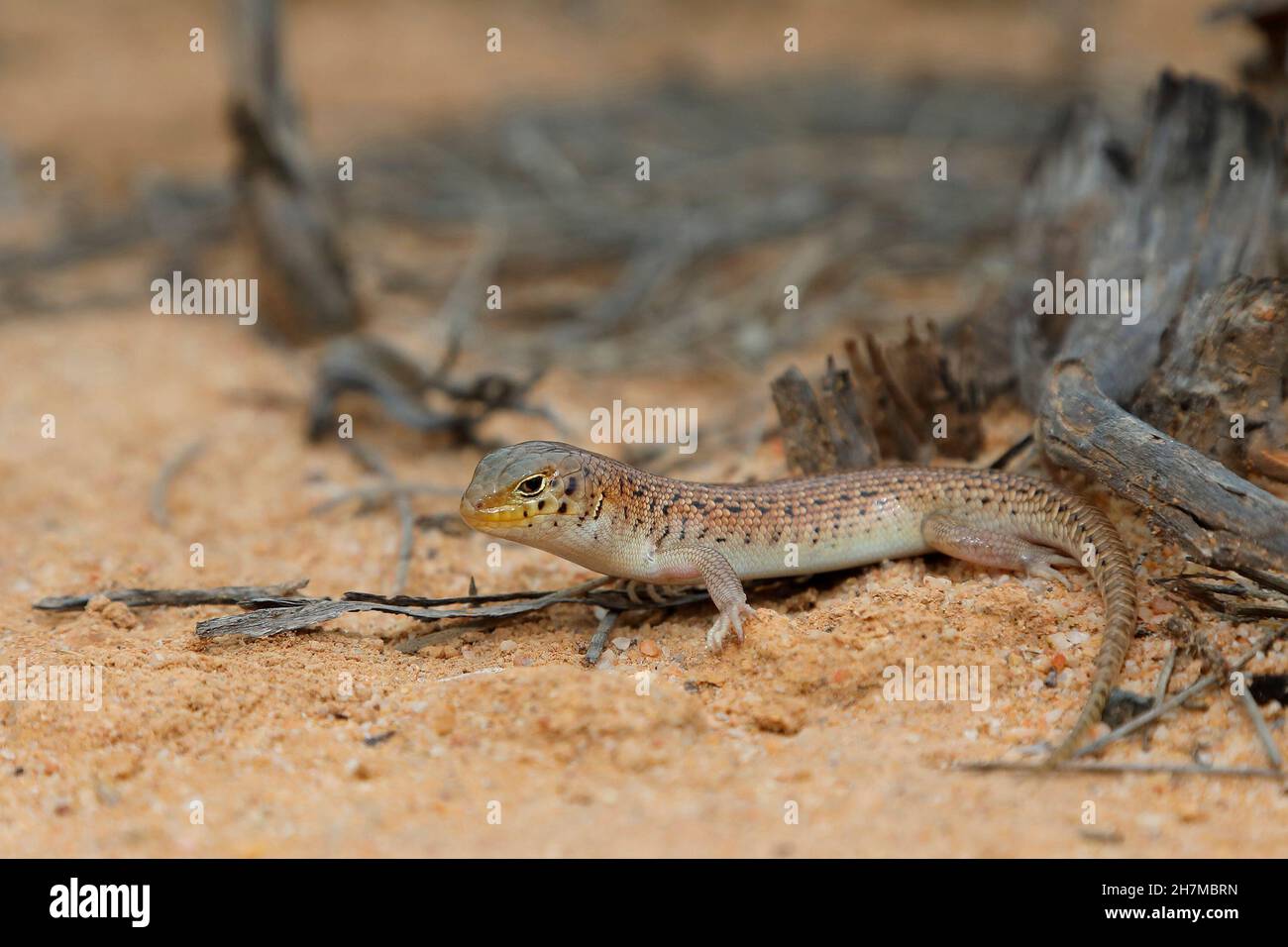 Arid habitat hi-res stock photography and images - Alamy