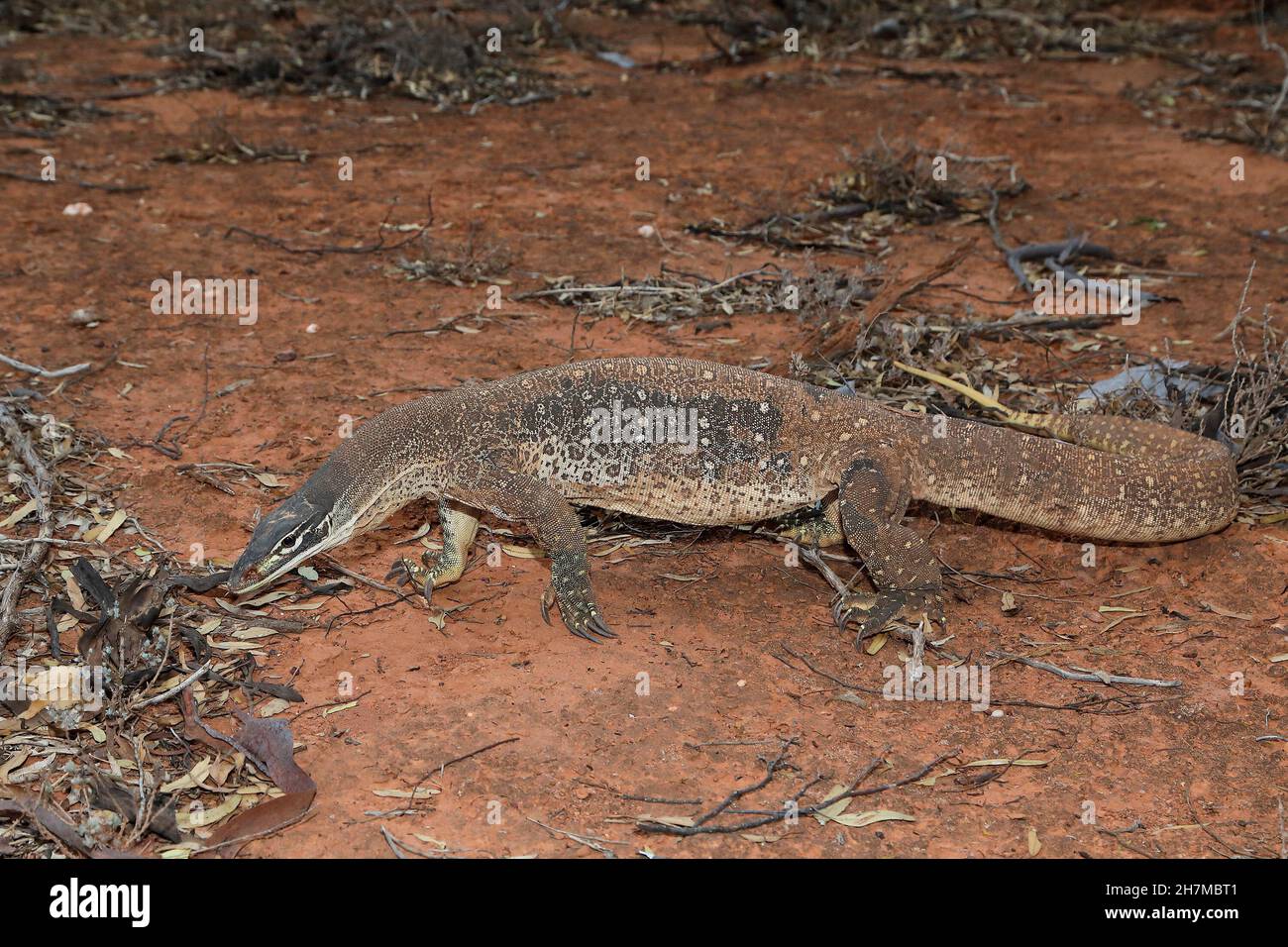 Yellow-spotted monitor (Varanus panoptes) walking in defensive posture ...