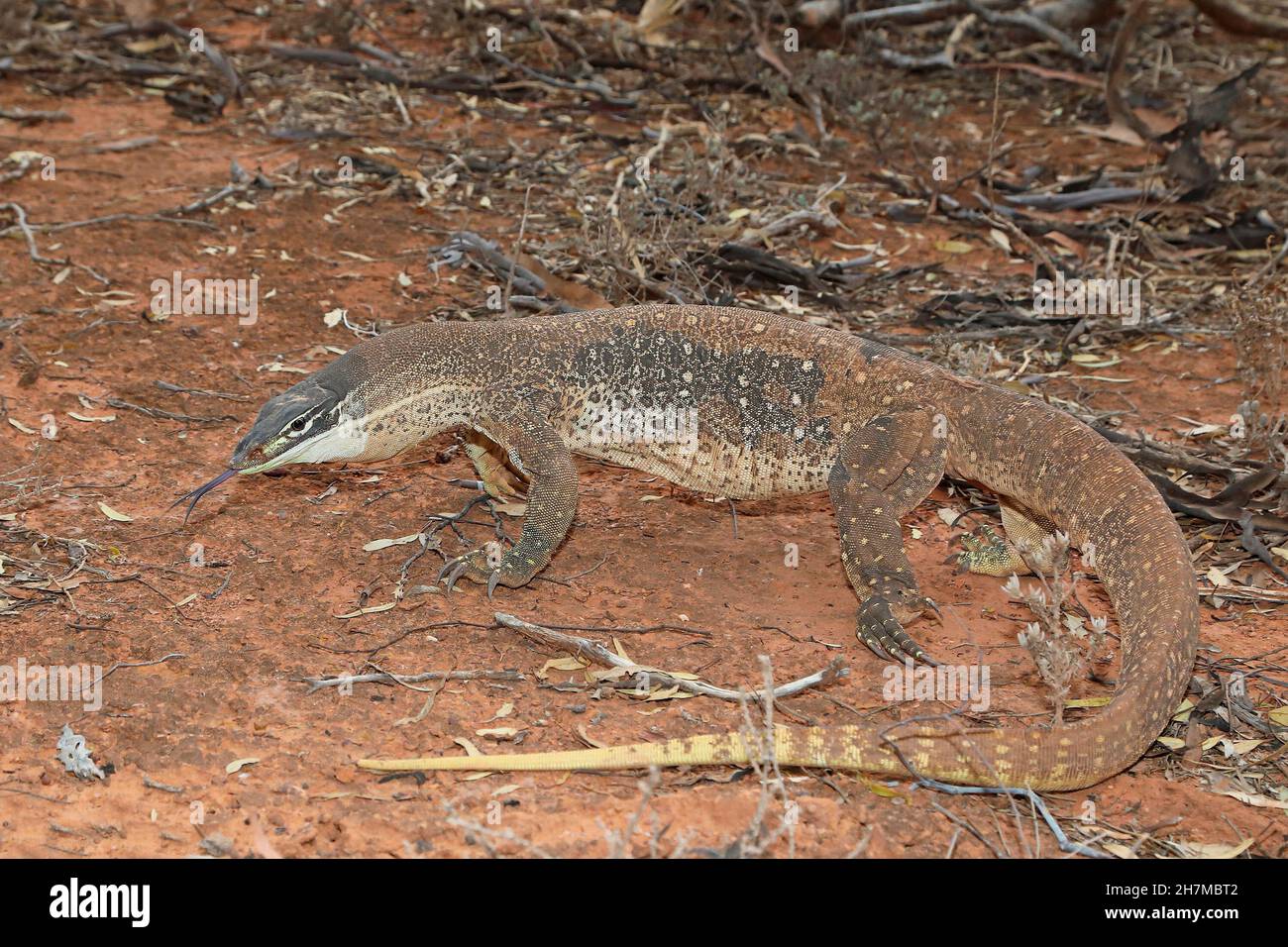 Yellow-spotted monitor (Varanus panoptes) walking in defensive posture ...
