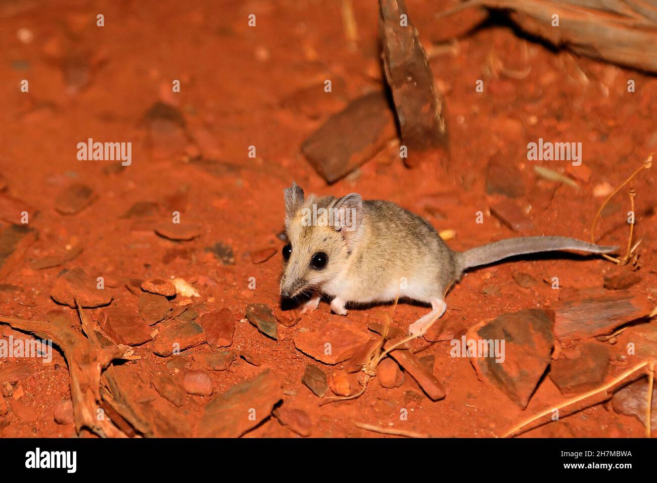 Fat-tailed dunnart (Sminthopsis crassicaudata) on its hind legs. Yalgoo ...