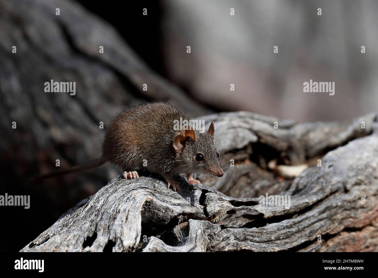 Breeding quarters hi-res stock photography and images - Alamy