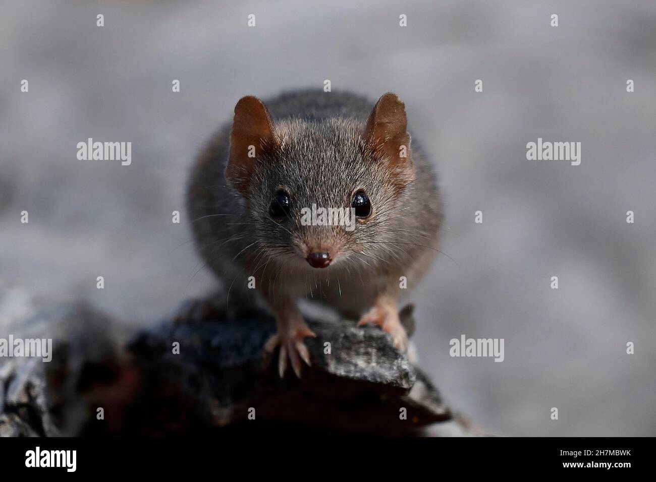 Yellow-footed antechinus (Antechinus flavipes) gazing at the ...