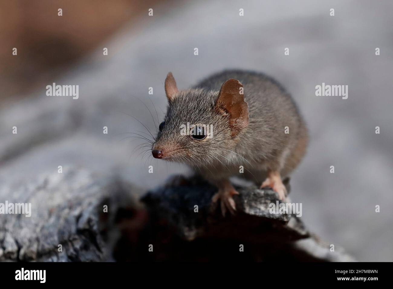 Yellow-footed antechinus (Antechinus flavipes). At the end of the ...