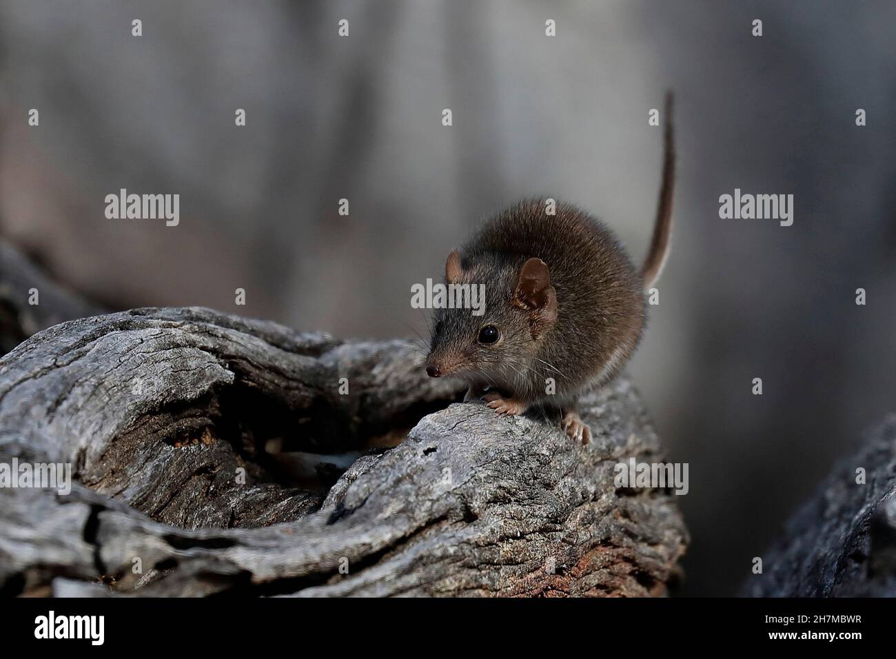 Yellow-footed antechinus (Antechinus flavipes) scent-marking. At the ...
