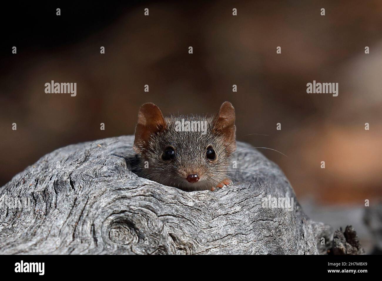 Yellow-footed antechinus (Antechinus flavipes) peeping at the ...