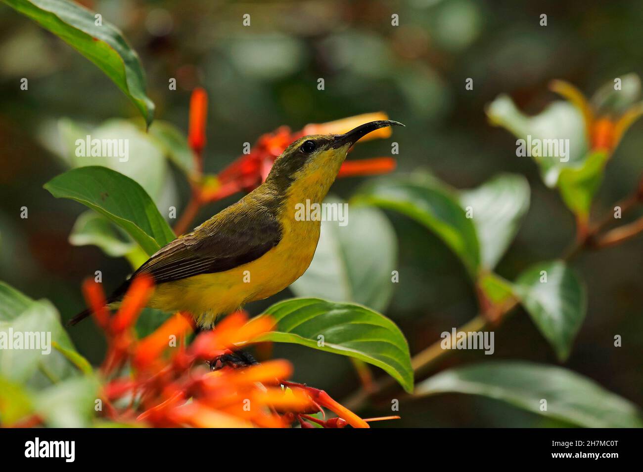 Olive-backed sunbird (Cinnyris jugularis) female on a shrub. Lake ...