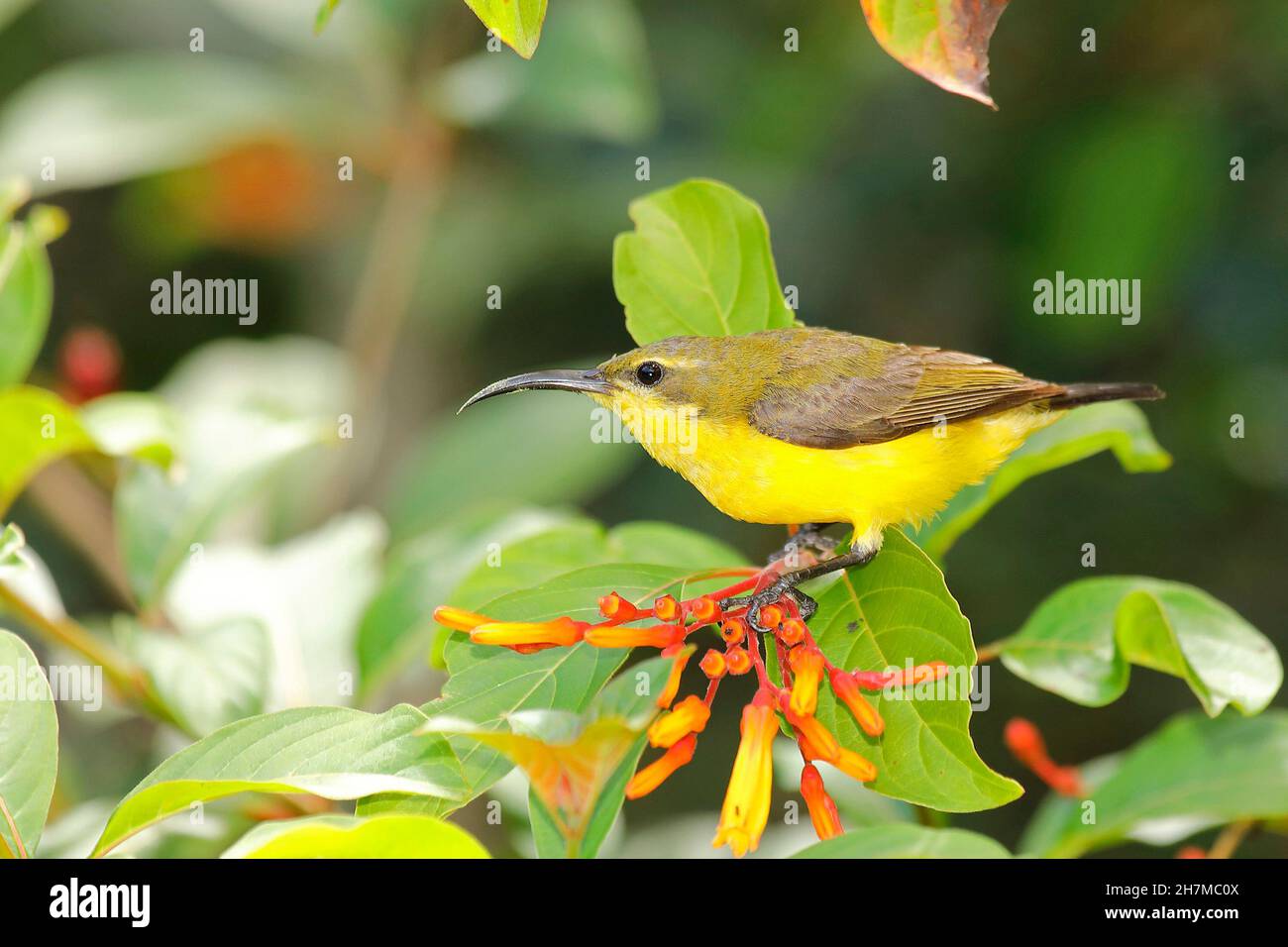 Olive-backed sunbird (Cinnyris jugularis) female on a shrub. Lake ...
