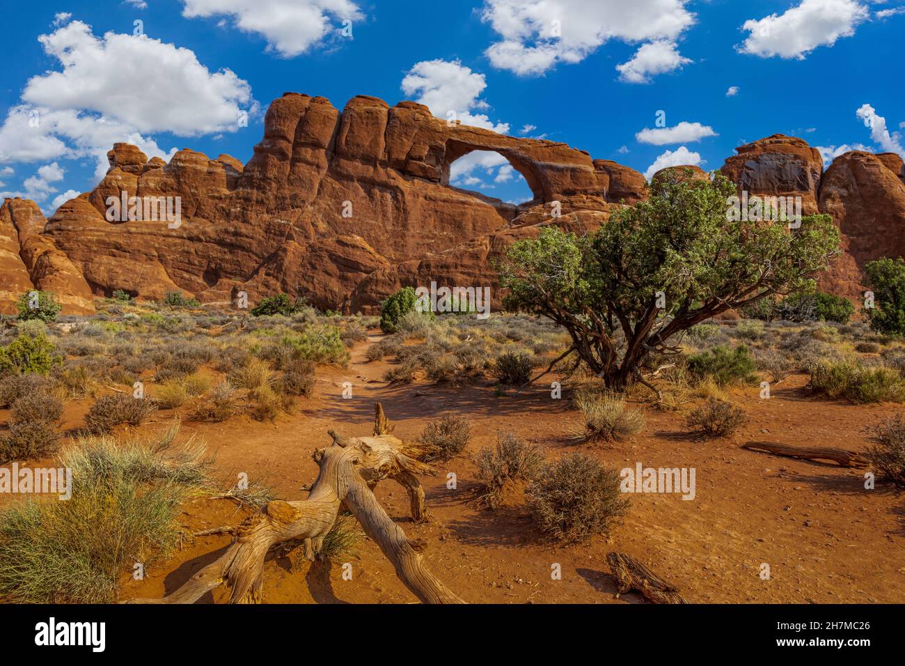 A dead tree lies in front of Skyline Arch in Arches National Park Stock ...