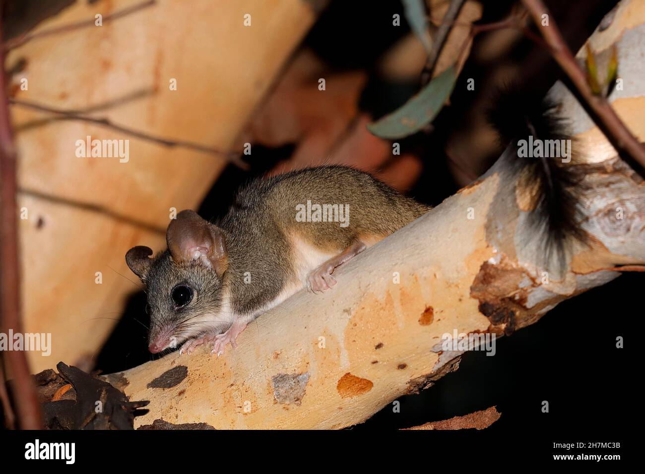 Red-tailed phascogale(Phascogale calura) in a Wandoo (Eucalyptus wandoo ...