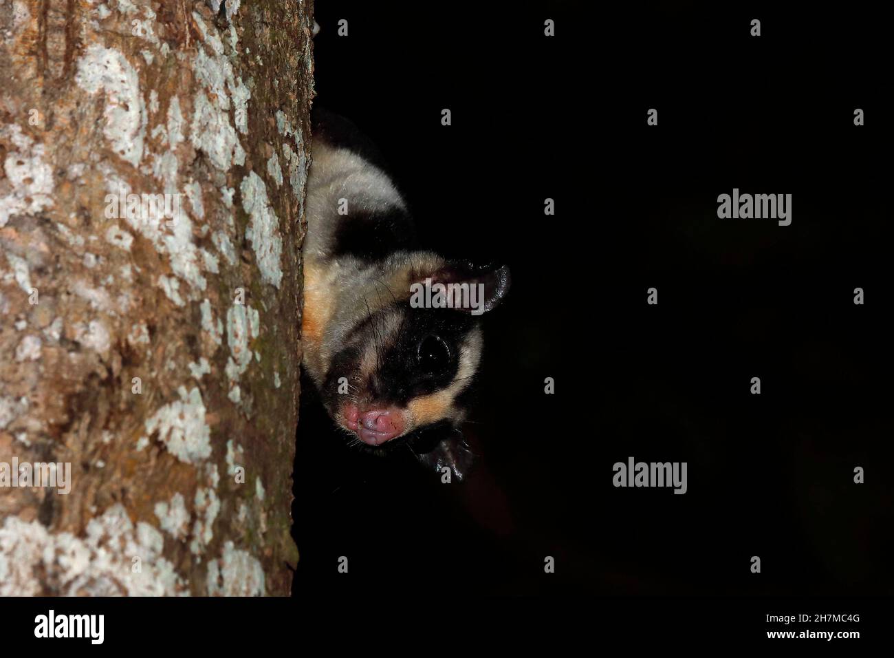 Striped possum (Dactylopsila trivirgata) head as it descends a tree ...