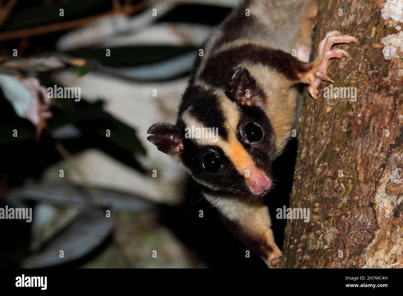 Striped possum (Dactylopsila trivirgata) descending a tree trunk. Lake ...