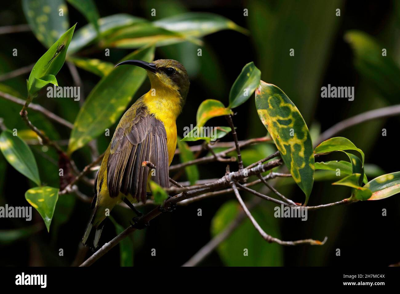Olive-backed sunbird (Cinnyris jugularis) female in a tree. Lake Eacham ...