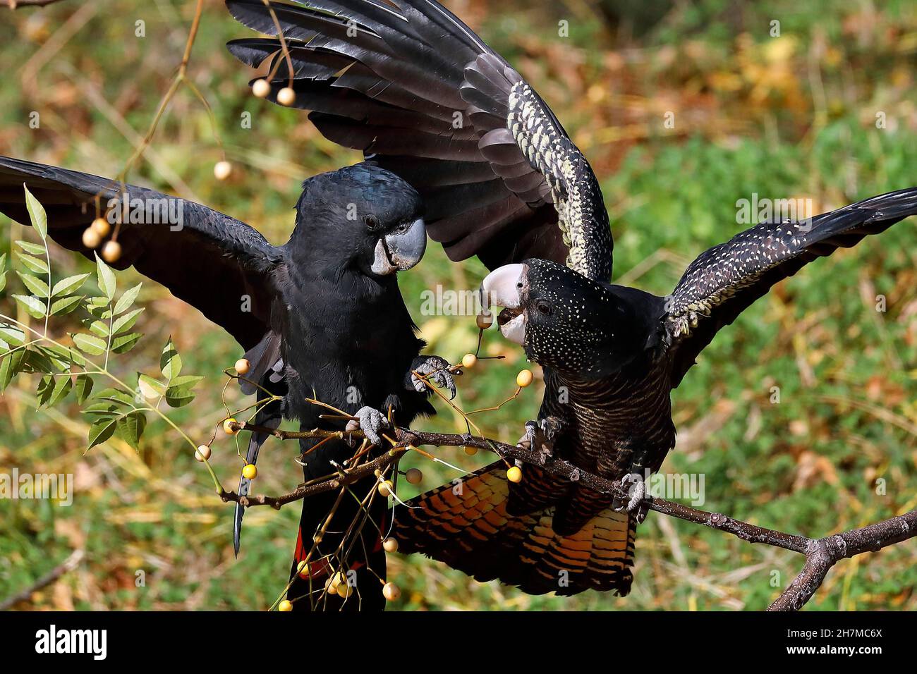 Red tailed black cockatoo eating hi-res stock photography and images ...