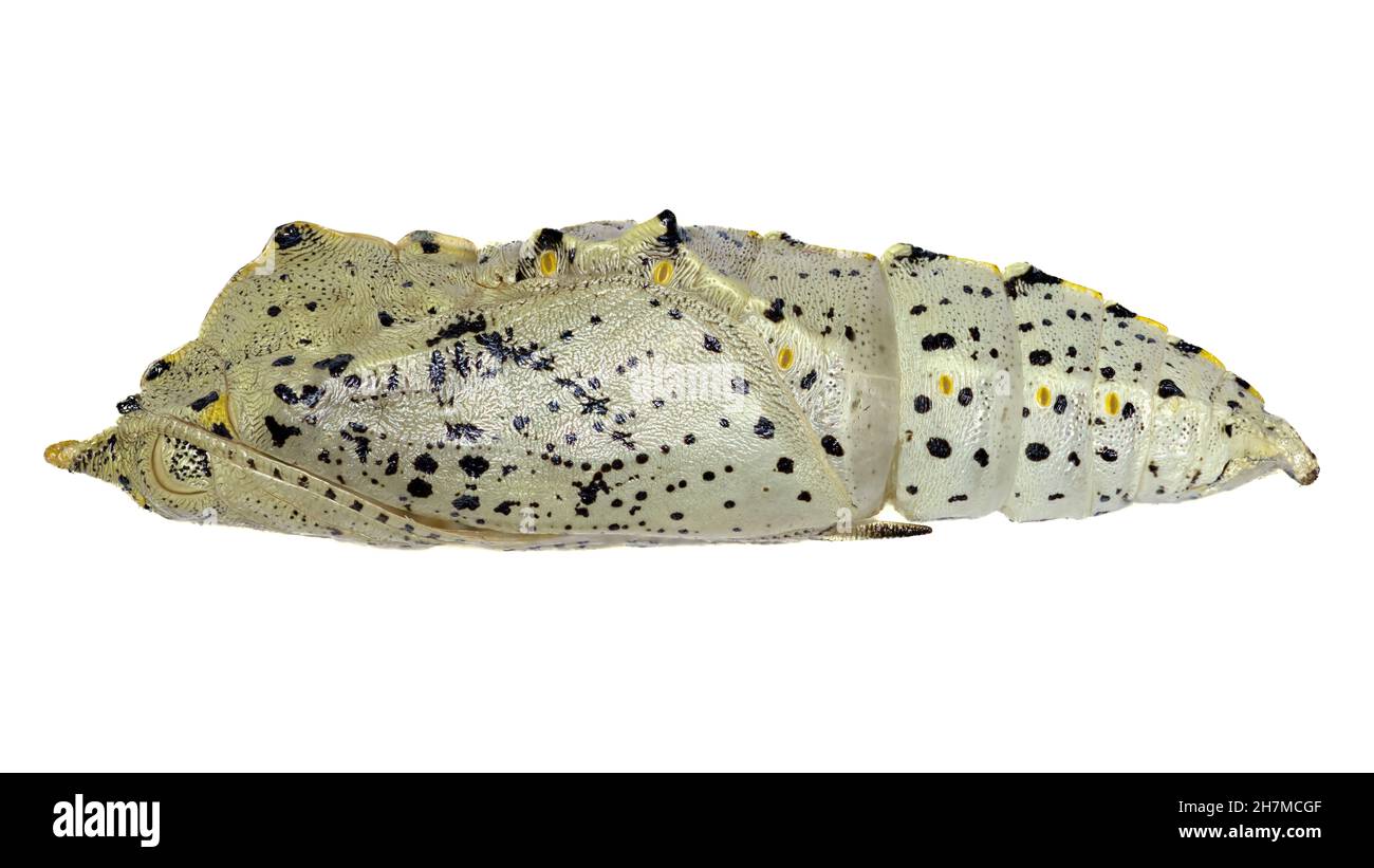 Pieris brassicae pupae specimen Stock Photo - Alamy