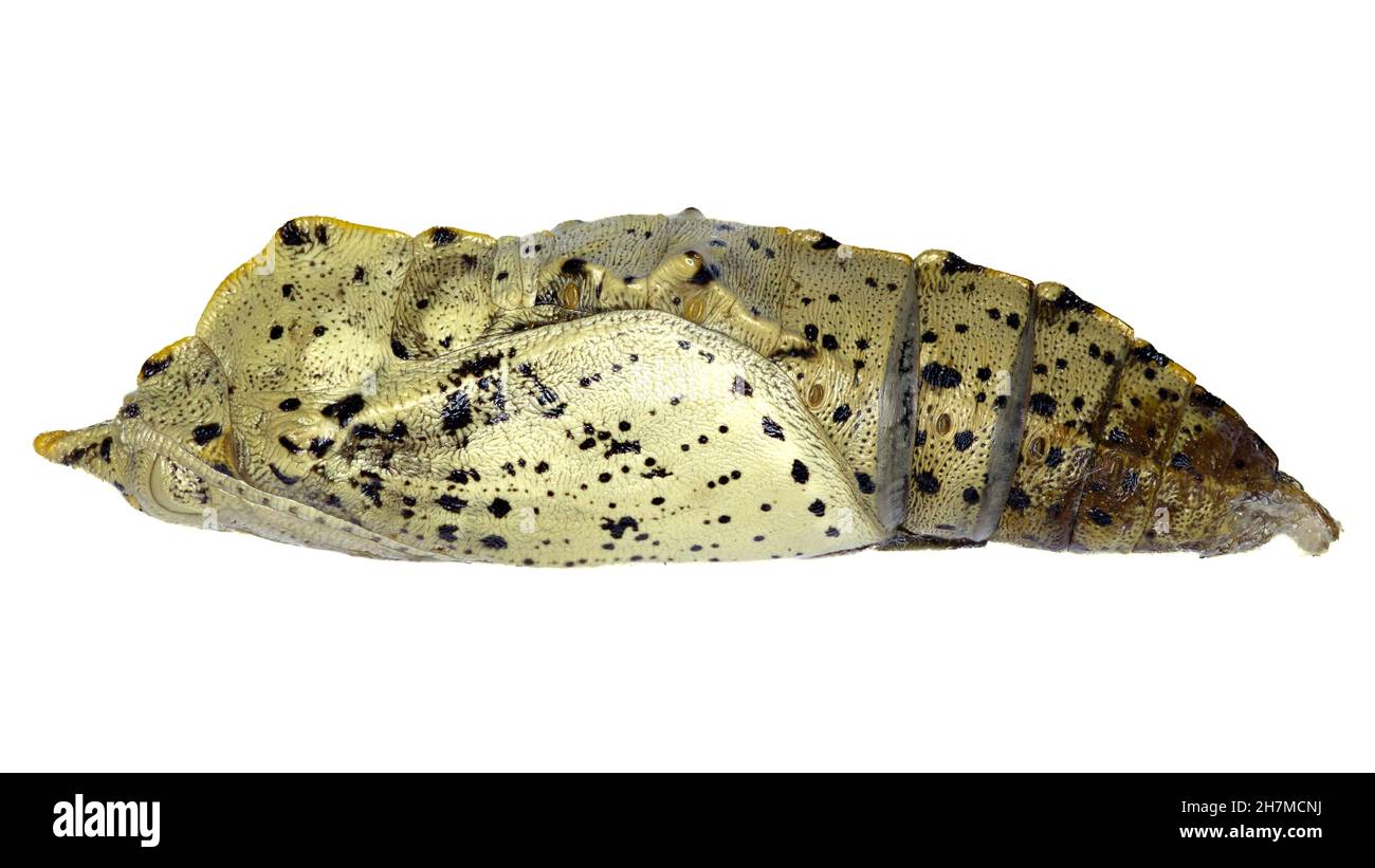 Pieris brassicae pupae specimen Stock Photo - Alamy