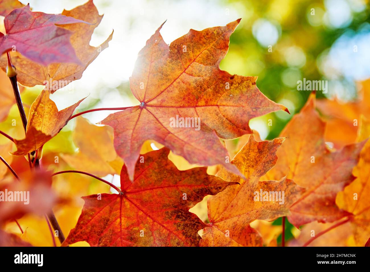 Autumn background. Colorful maple leaves with sun light, close up Stock ...